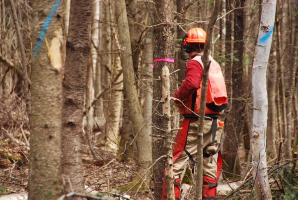 Pre-Commercial Thinning | NorthWoods Stewardship Center
