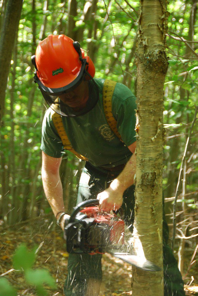 Pre-Commercial Thinning | NorthWoods Stewardship Center