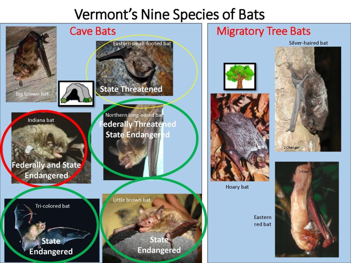Forest Management for Bats | NorthWoods Stewardship Center